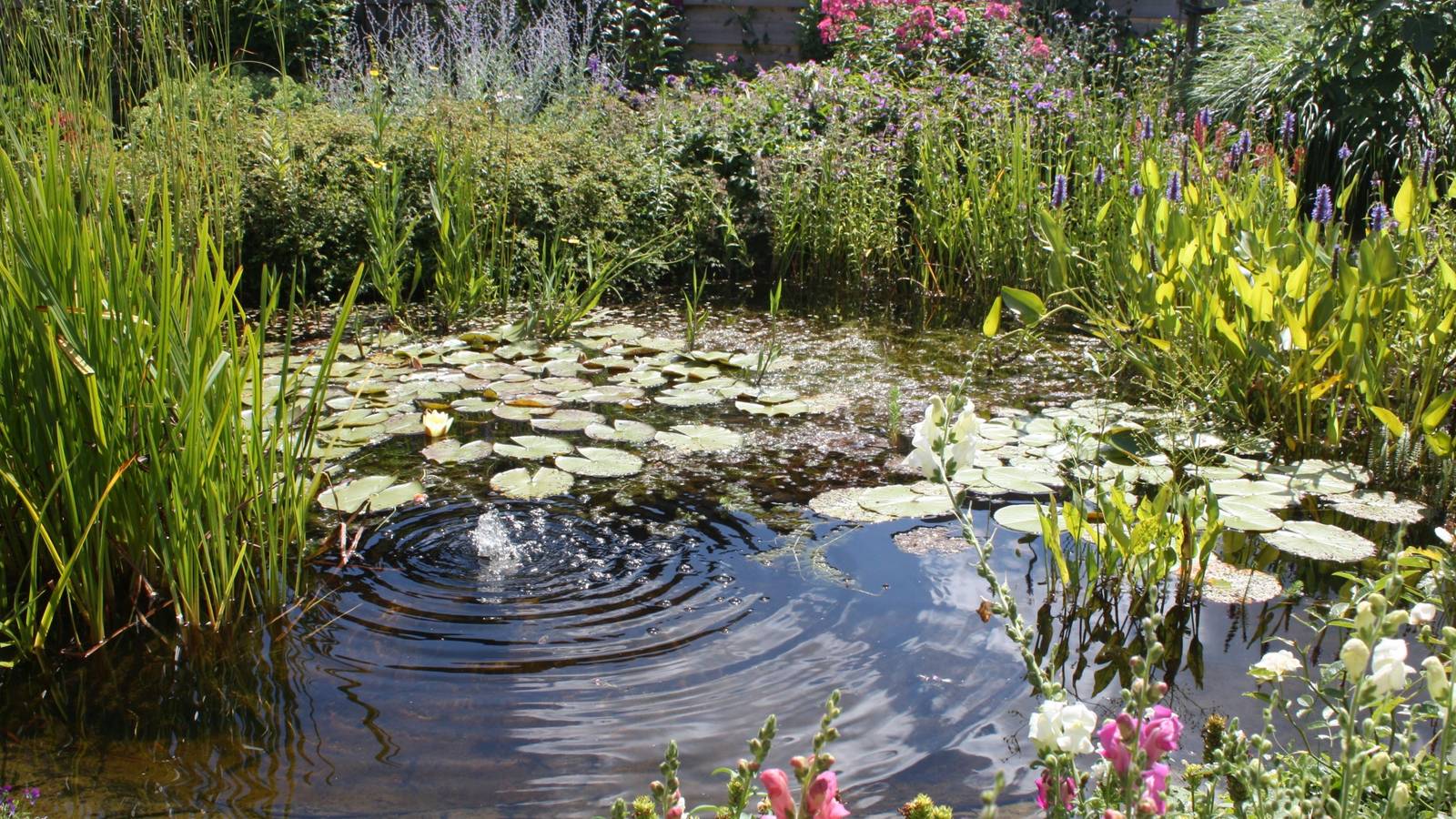 How to Create a Home Fishing Pond with Plants and Fish
