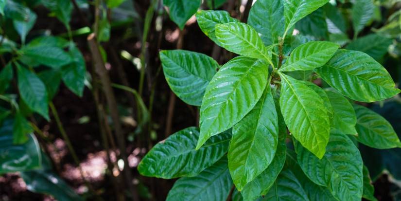 Wild Coffee: The Caffeine-Free Shrub