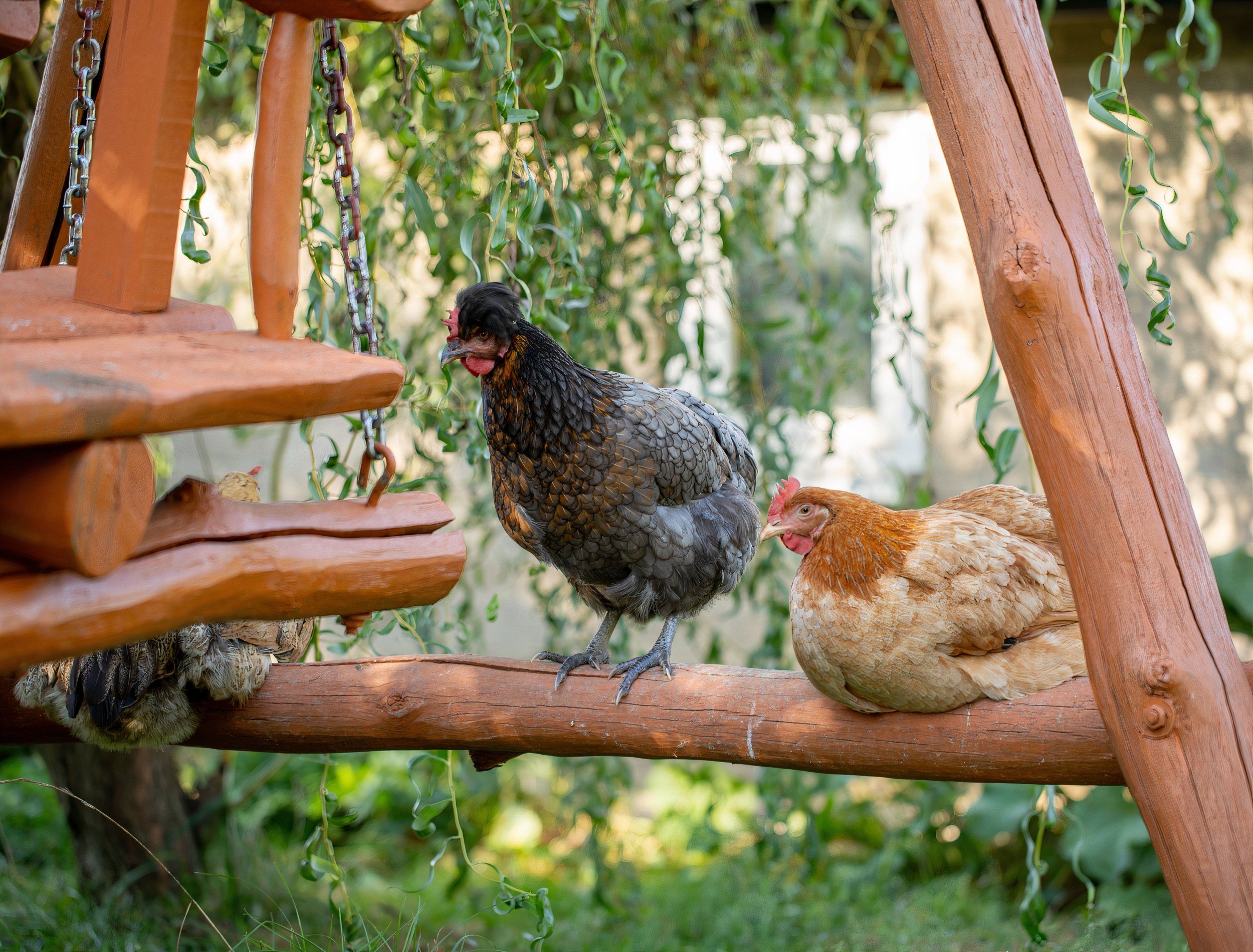 Build a Backyard Playground For Your Chickens