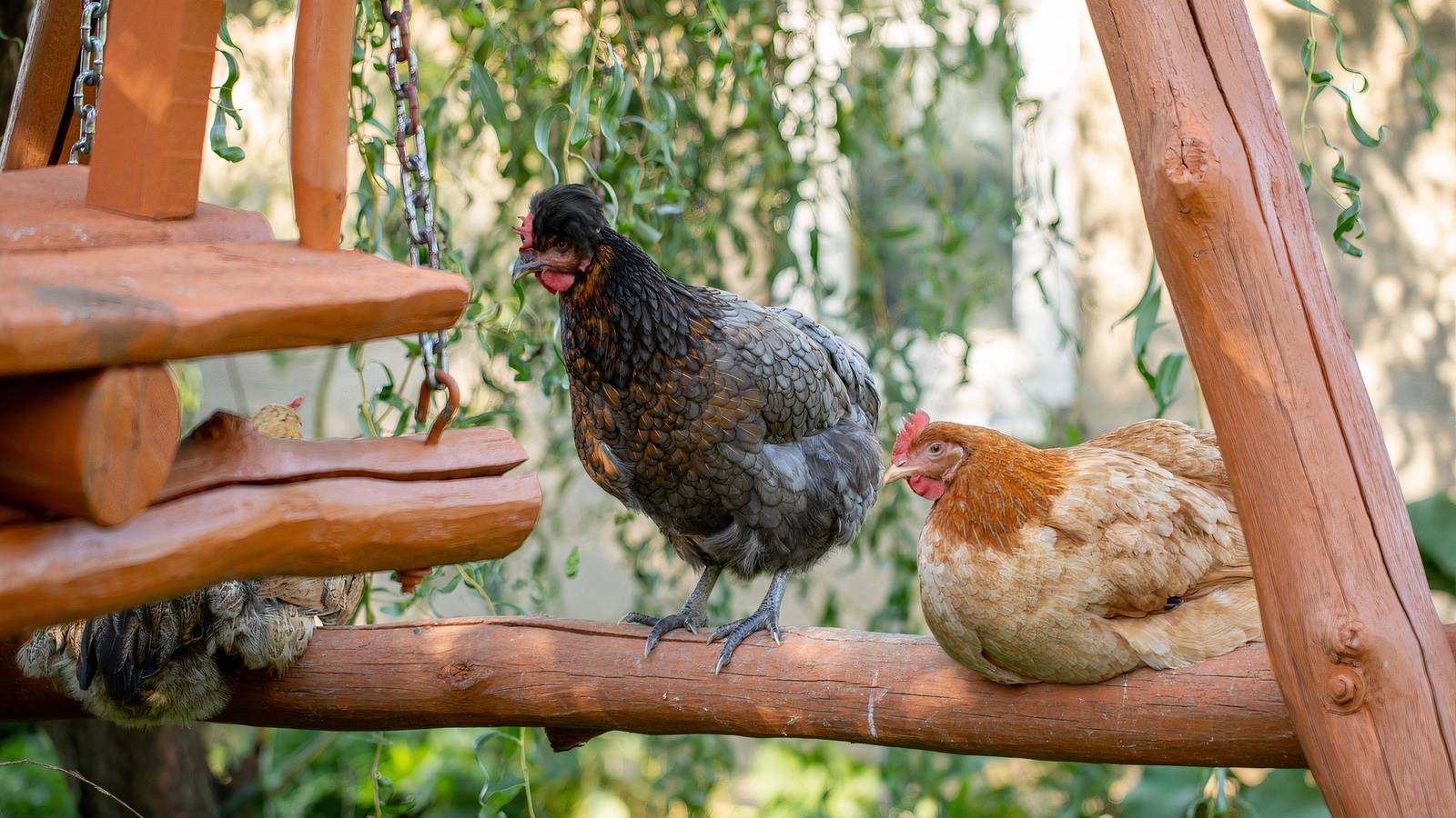 Build a Backyard Playground For Your Chickens