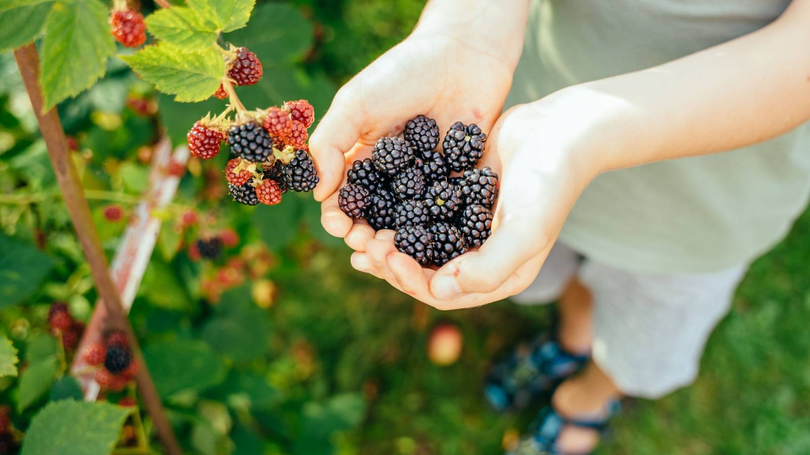 Grow Sweet and Plump Blackberries in Your Backyard