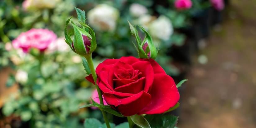 Discovering the Charm of Thornless Roses