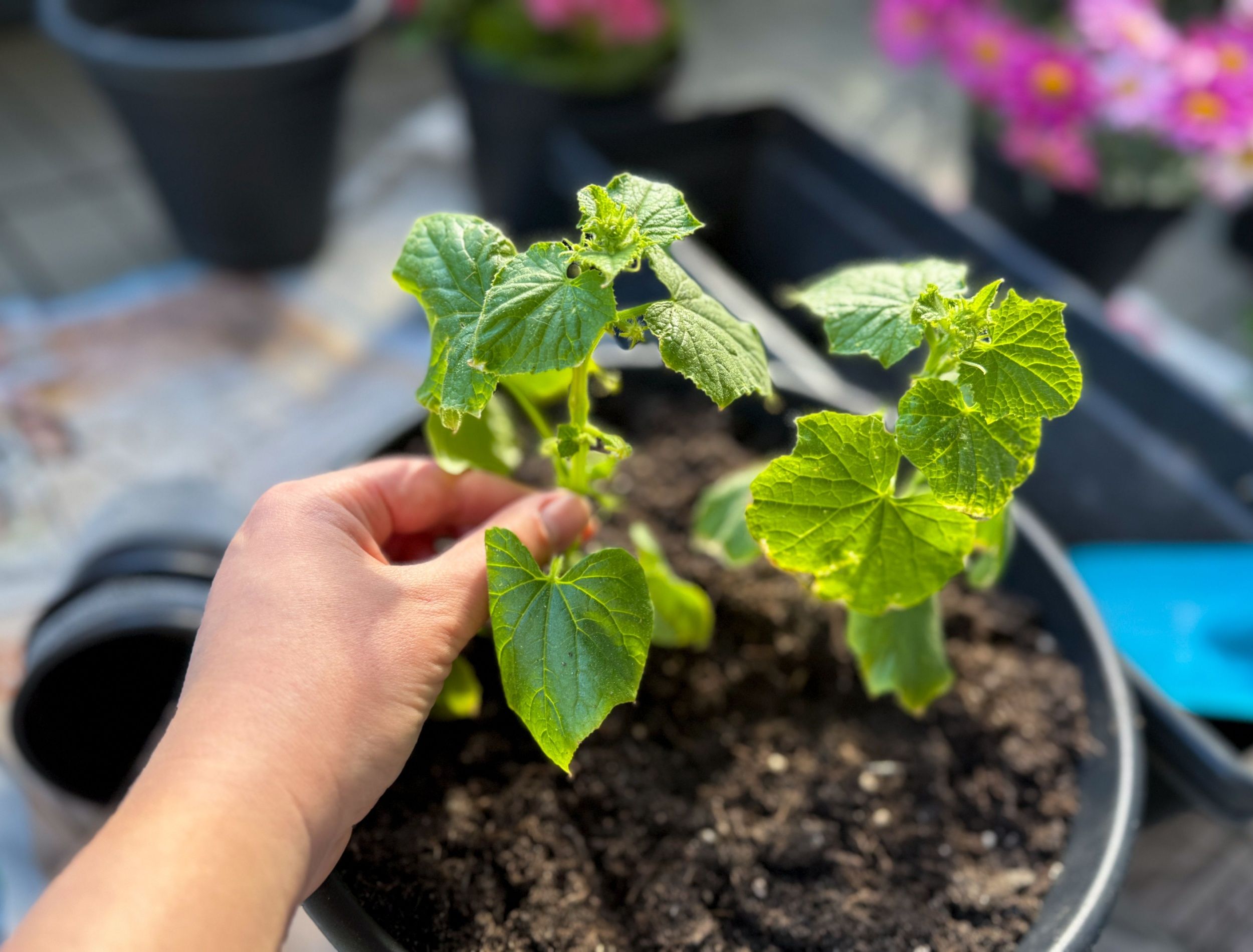 How to Grow Bush Cucumbers in Pots from Seed to Harvest