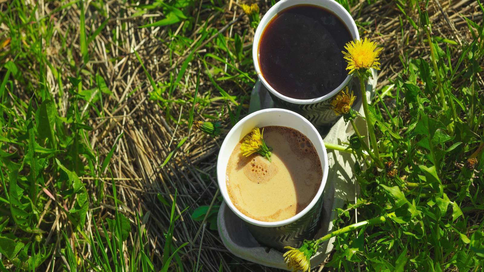 Dandelion Coffee: The Bold Brew Without the Jitters