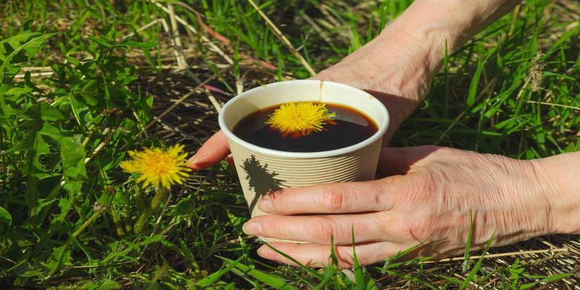 Dandelion Coffee: The Bold Brew Without the Jitters