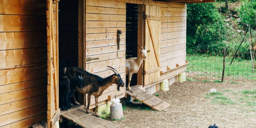 Raising Backyard Goats: What You Need to Know Before You Start