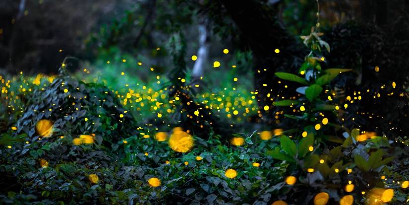 5 Easy Ways to Attract Fireflies Tonight