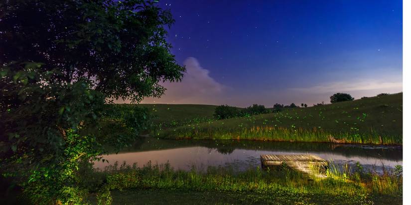 5 Easy Ways to Attract Fireflies Tonight