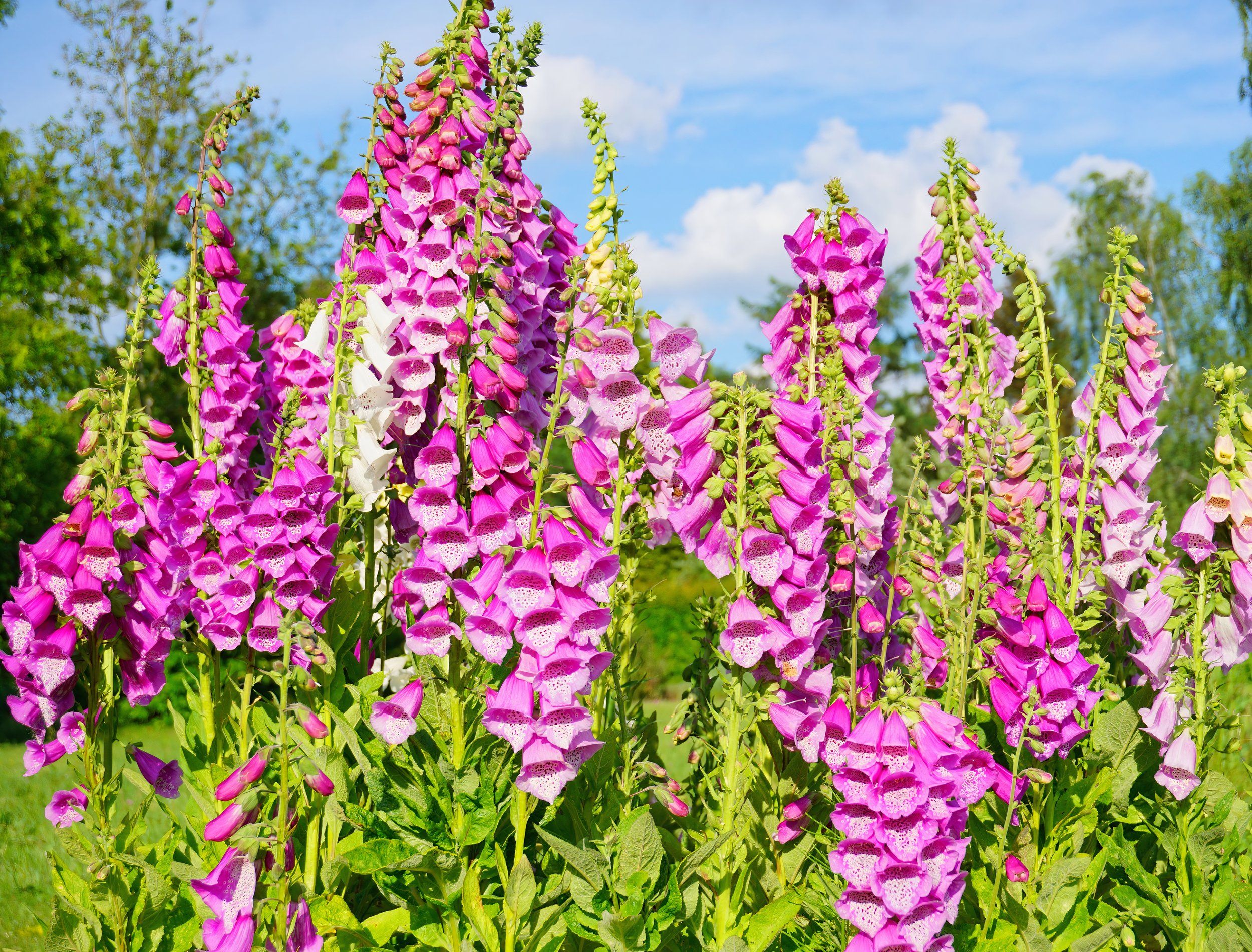 Foxglove Flowers: Beauty and Caution