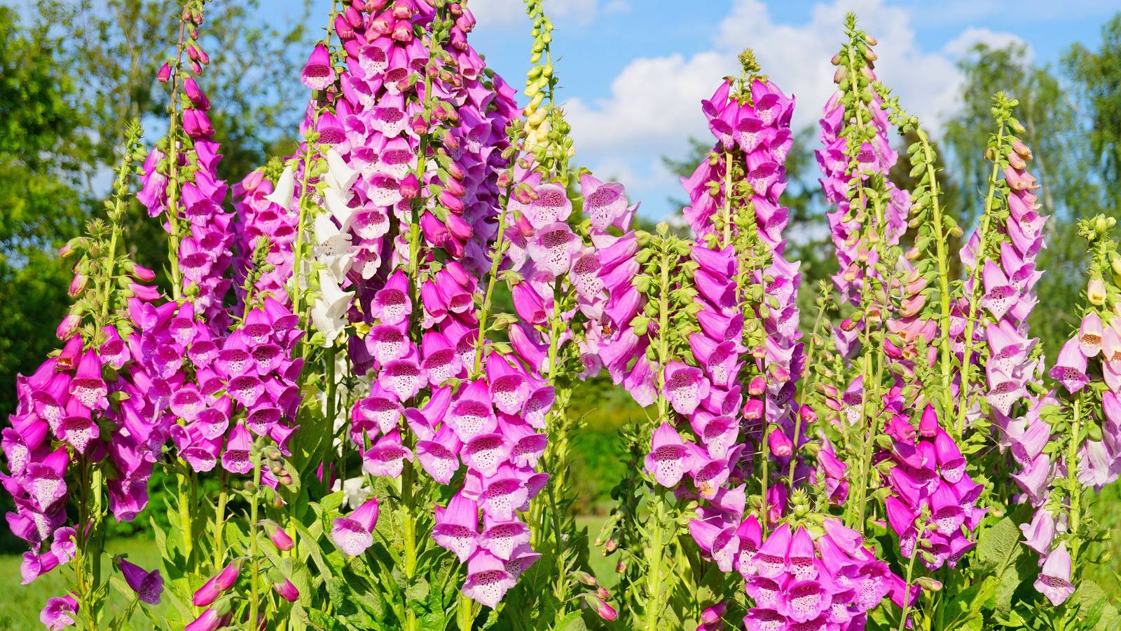 Beautiful but Lethal: 6 Plants to Watch Out For