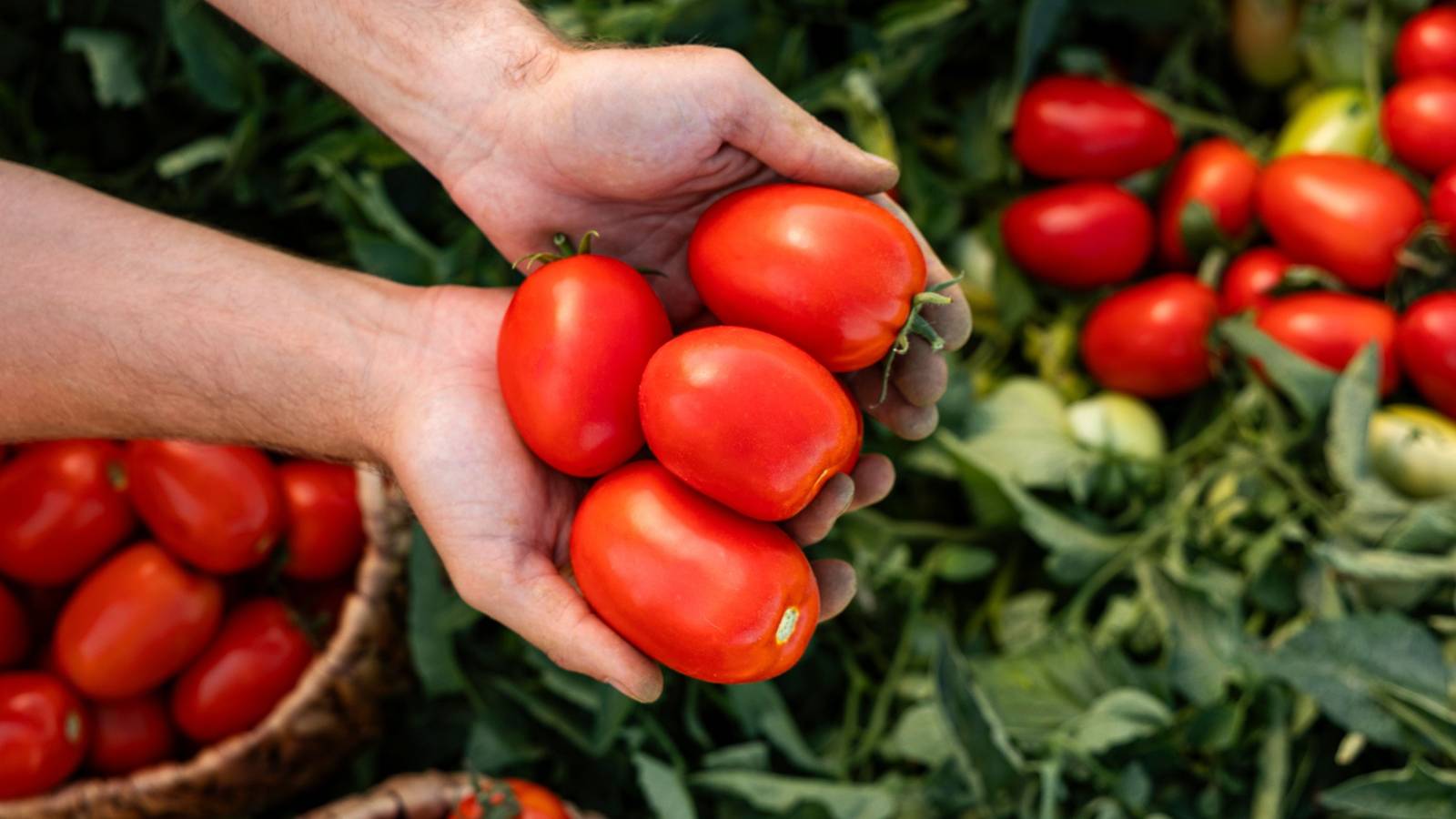 Vegetable Harvesting Tips: How to Know When Your Veggies are Ready to Pick