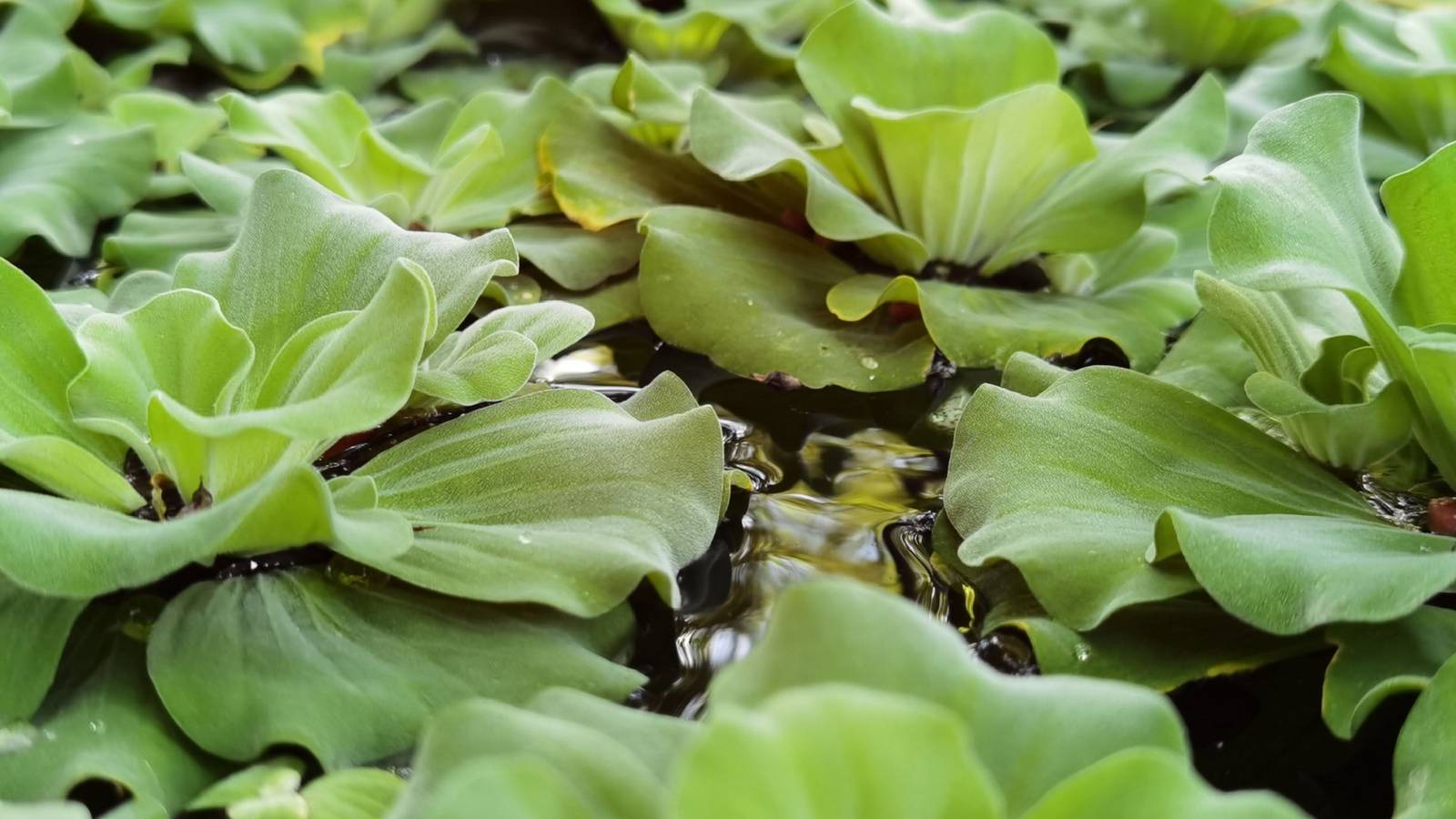 The Dangers of Water Lettuce: The Invasive Aquatic Plant You Should Avoid