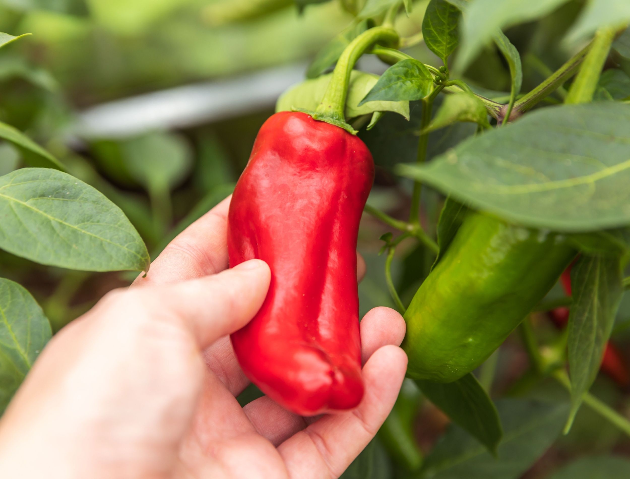 Spice Revolution: Grow, Dry, and Grind Your Backyard Paprika