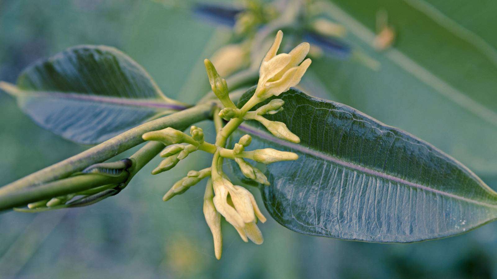 Sarsaparilla: The Wild Vine That Twists Between Beauty and Danger