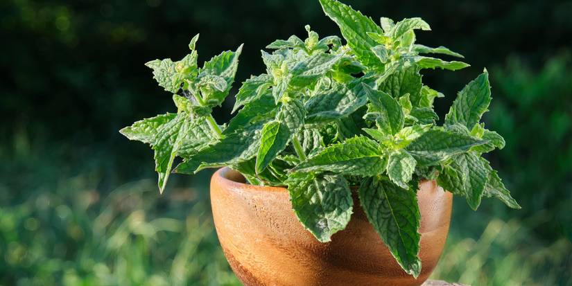 Top Soothing Plants for a Calming Aromatherapy Garden