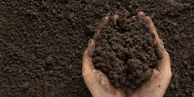 Beginner Gardeners Guide: Five Gardening Basics You Can’t Skip