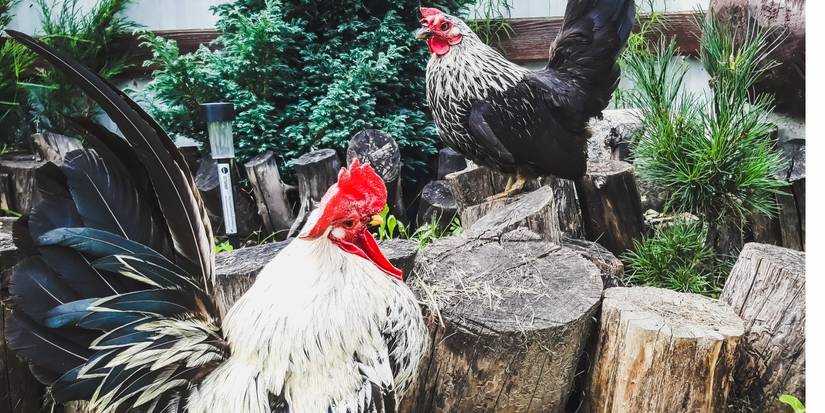 Build a Backyard Playground For Your Chickens