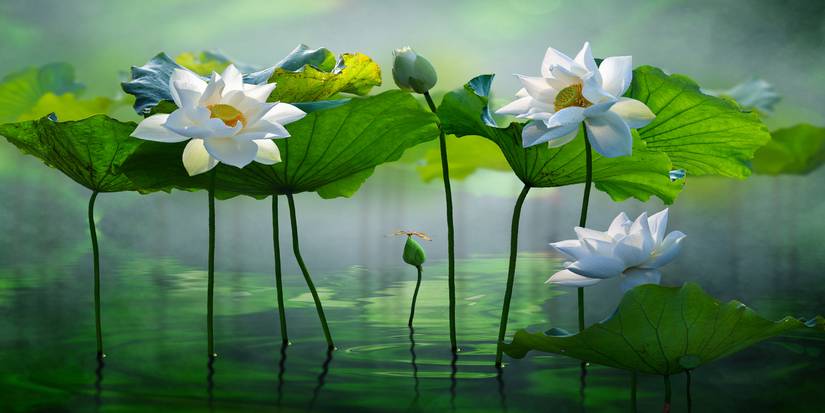 How to Grow a Stunning White Lotus at Home