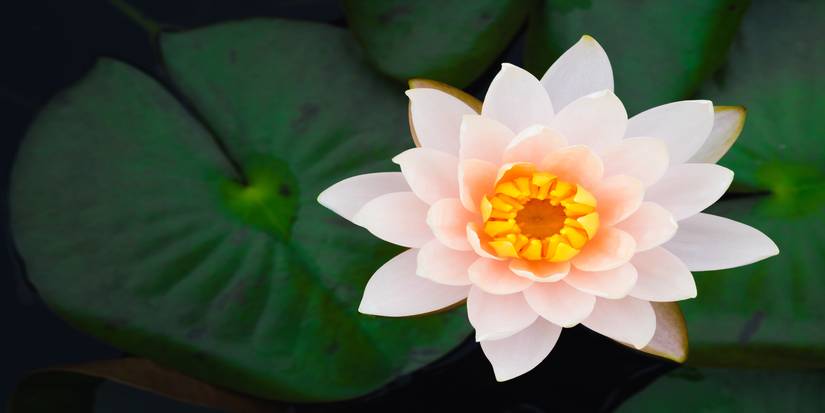 How to Grow a Stunning White Lotus at Home
