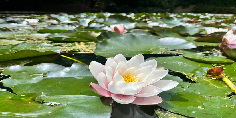 5 Meaningful Plants for a Calm and Reflective Peace Garden