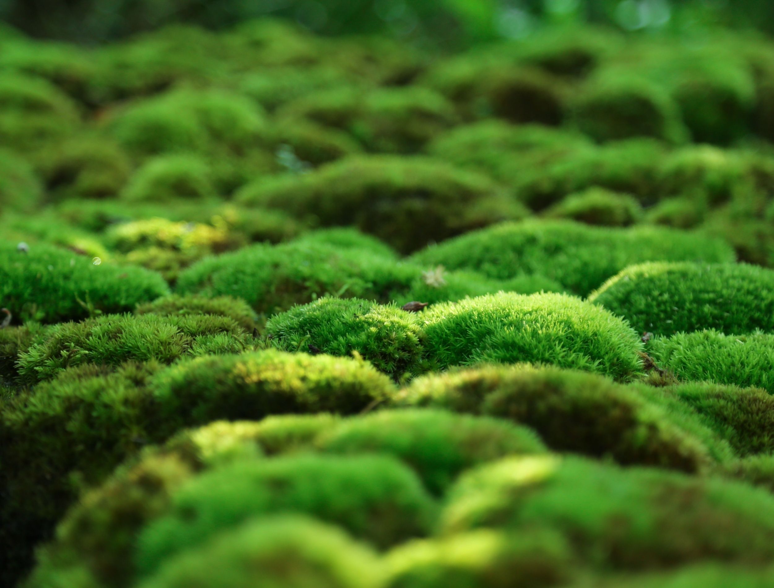 Ditch the Grass: Moss Makes Your Yard Greener with Less Effort