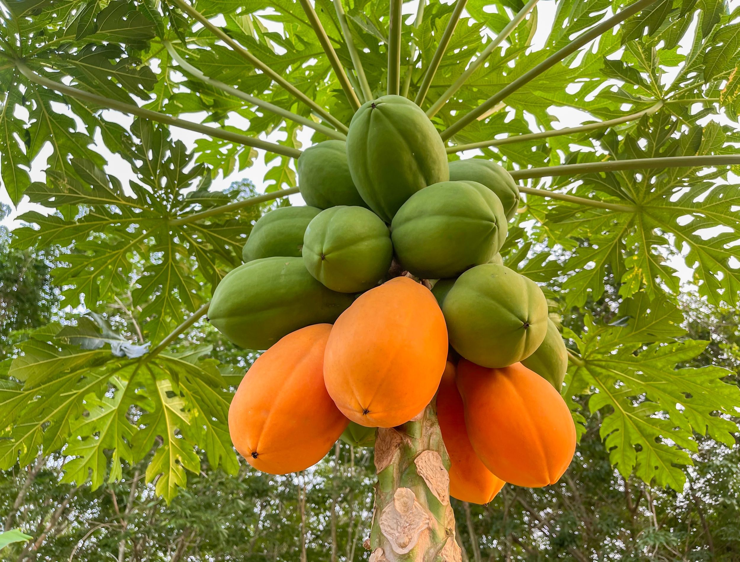 Grow Your Own Papaya Tree Today