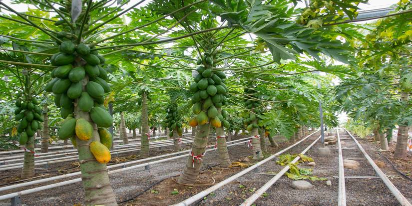 Grow Your Own Papaya Tree Today