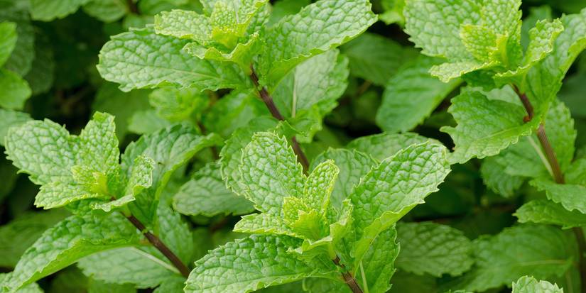 Mint Invasion: How to Control the Most Invasive Garden Herb