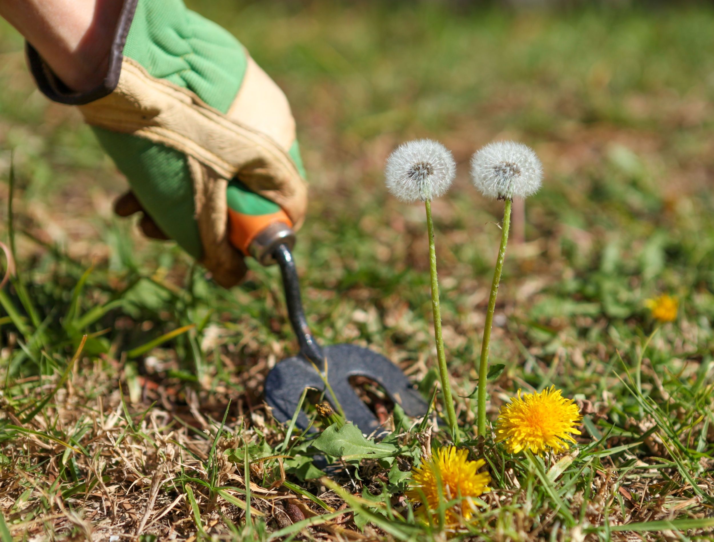 Permanent Weed Control: Build a Lawn That Fights Back