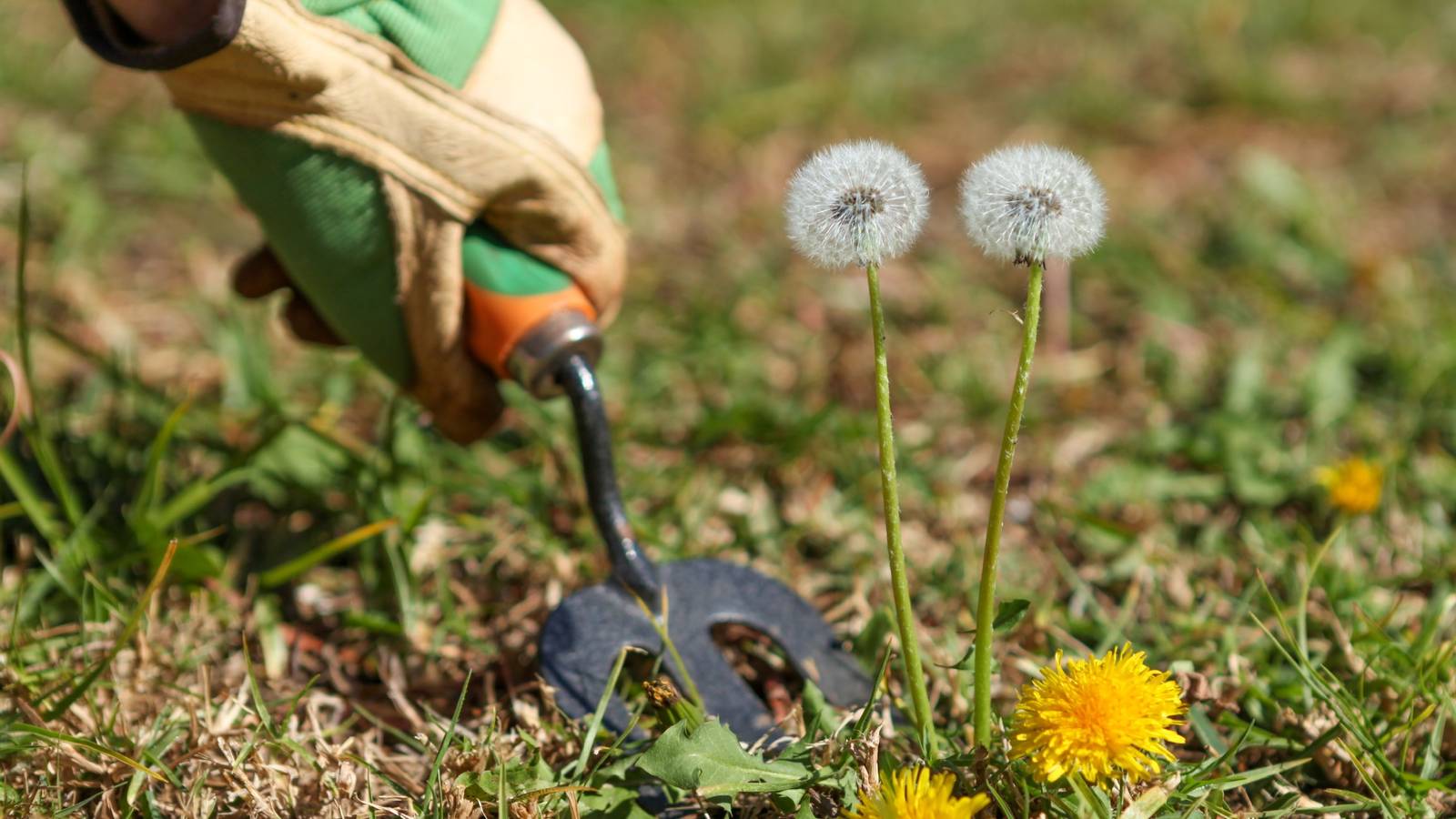 Permanent Weed Control: Build a Lawn That Fights Back