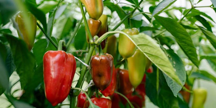 Explore the Five Hottest Peppers and How to Grow Them