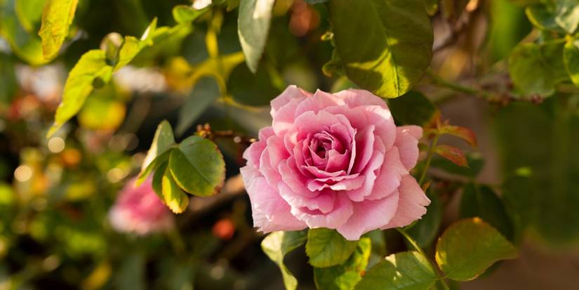 Ruffled Romance: The Rose That Won America’s Heart