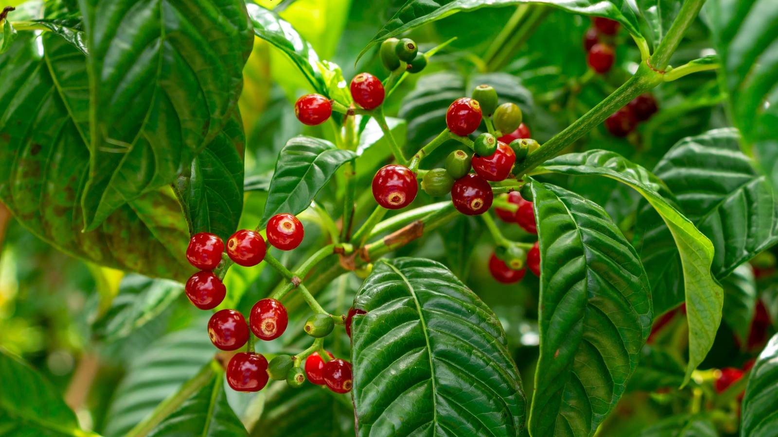 Wild Coffee: The Caffeine-Free Shrub