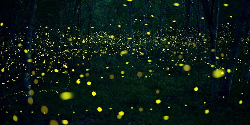 5 Easy Ways to Attract Fireflies Tonight