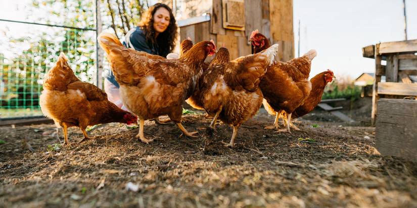Build a Backyard Playground For Your Chickens