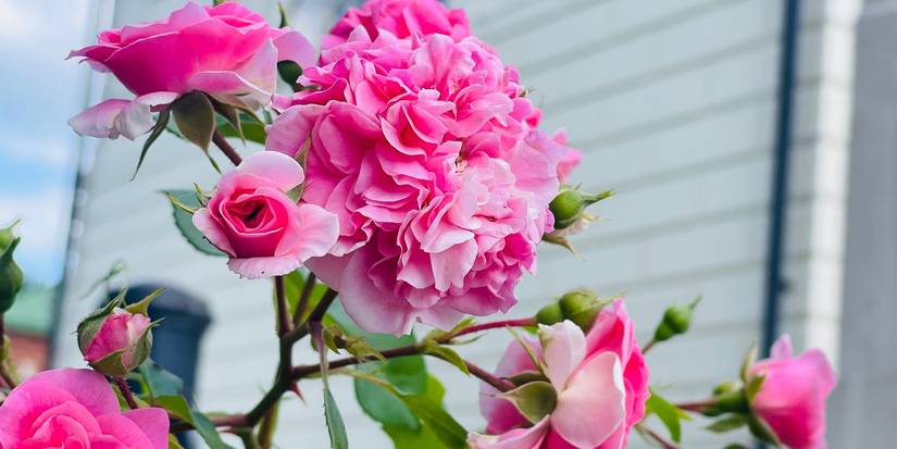 Discovering the Charm of Thornless Roses