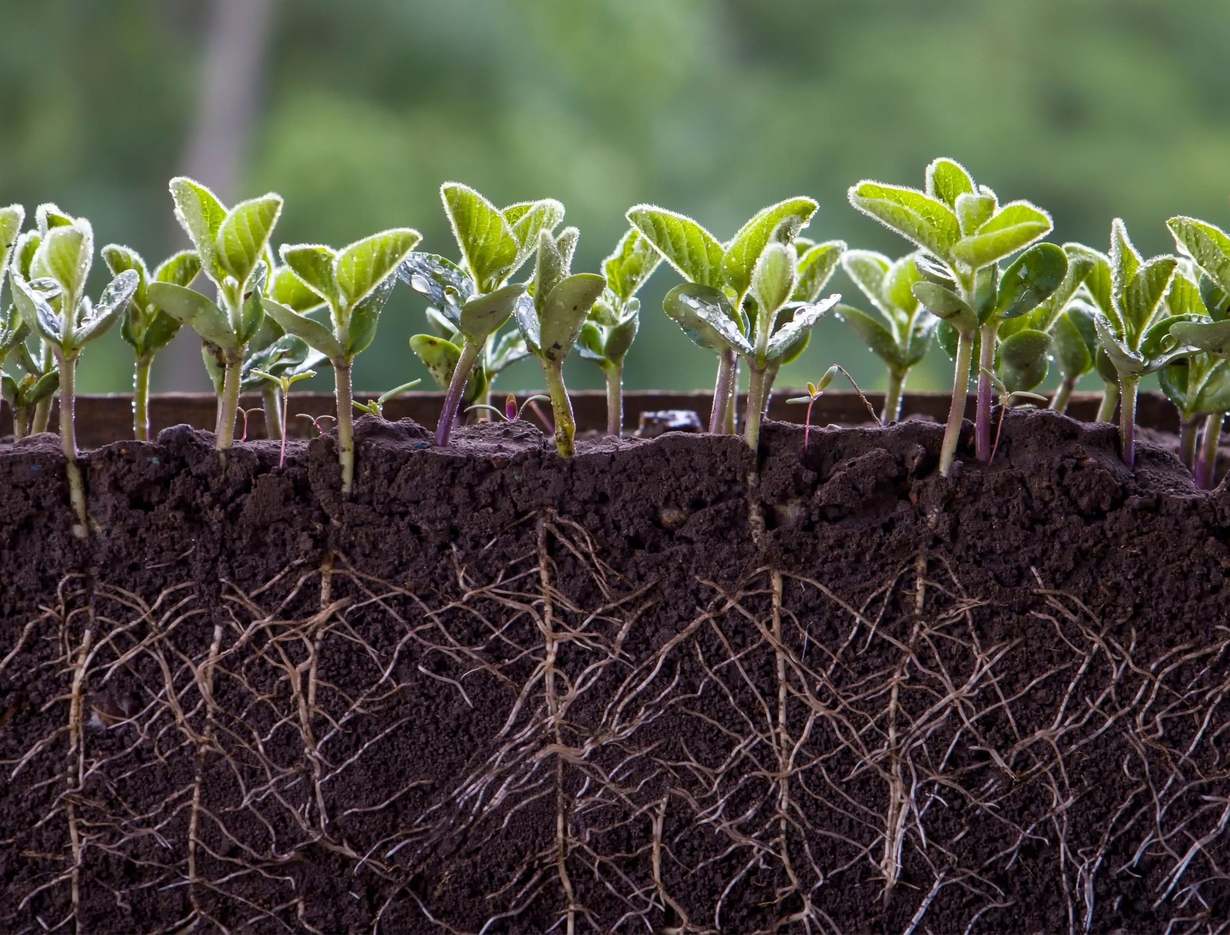 Root Zone: How Far Do Plant and Tree Roots Spread and Why?