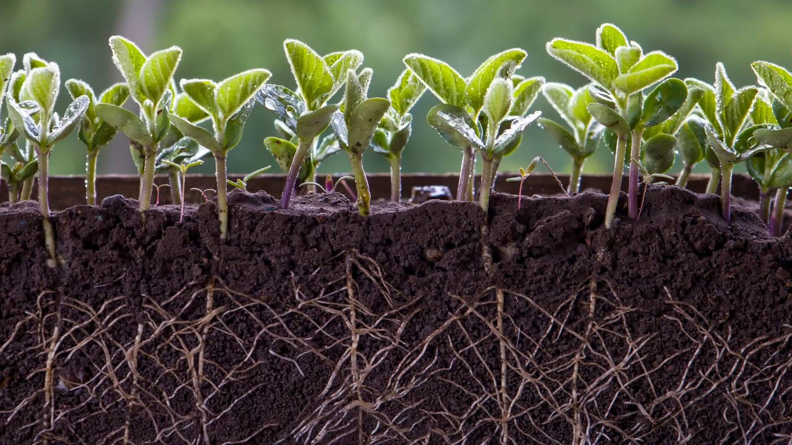 Root Zone: How Far Do Plant and Tree Roots Spread and Why?