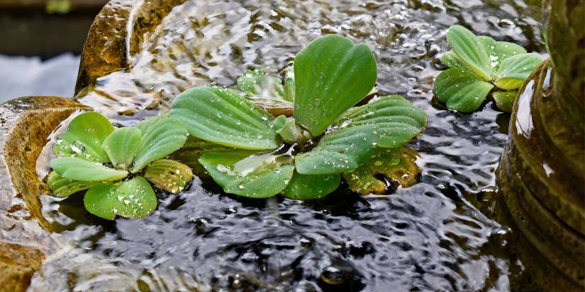 The Dangers of Water Lettuce: The Invasive Aquatic Plant You Should Avoid