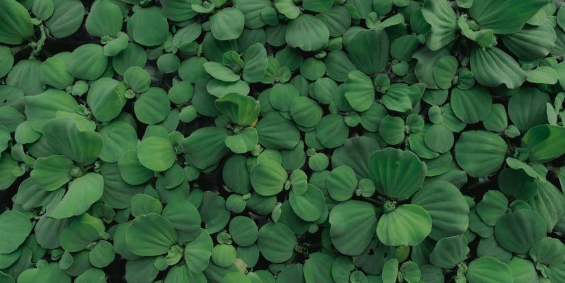 The Dangers of Water Lettuce: The Invasive Aquatic Plant You Should Avoid