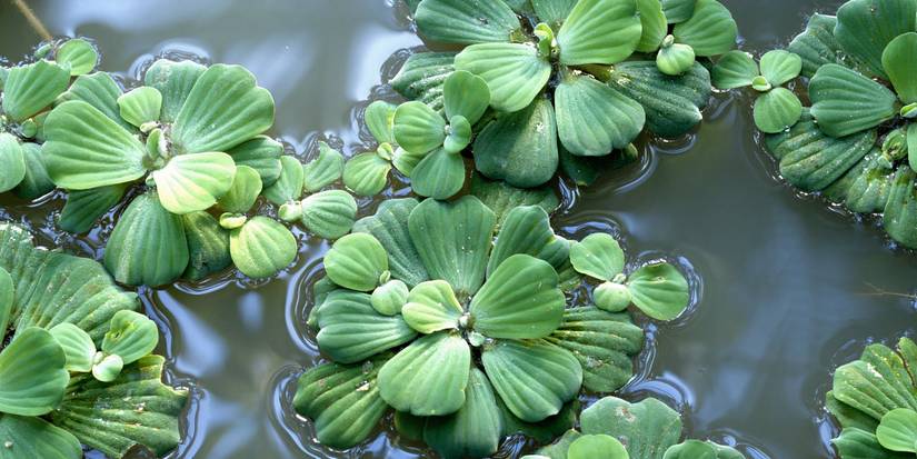 The Dangers of Water Lettuce: The Invasive Aquatic Plant You Should Avoid