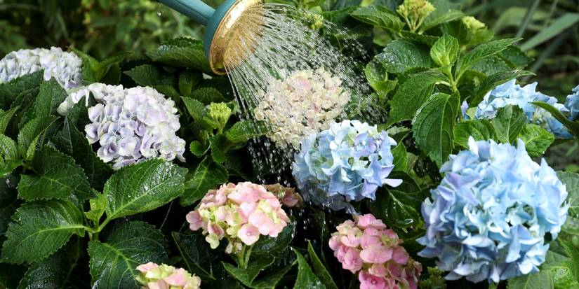 Five Beautiful Plants That Grow Better in Acidic Soil