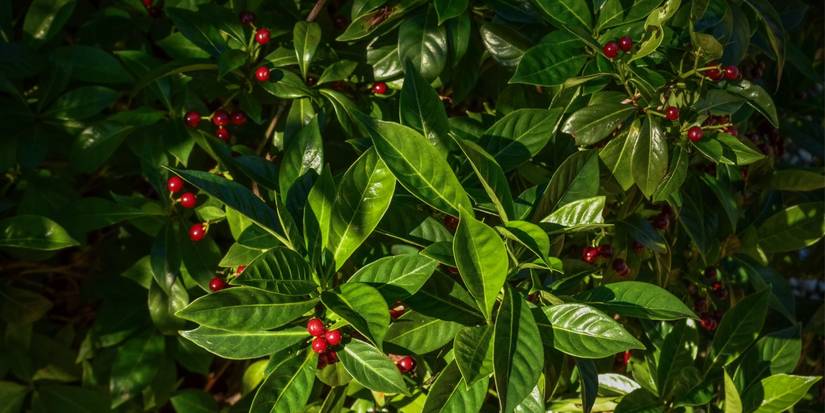 Wild Coffee: The Caffeine-Free Shrub