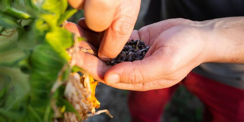 How to Grow, Harvest, and Enjoy Sunflower Seeds from Your Garden