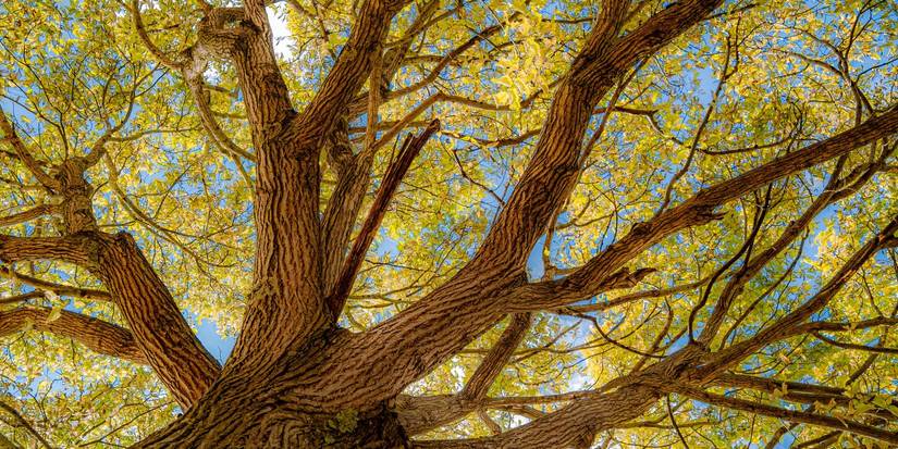 The Wasp Species Eating Elm Trees at Record Speed