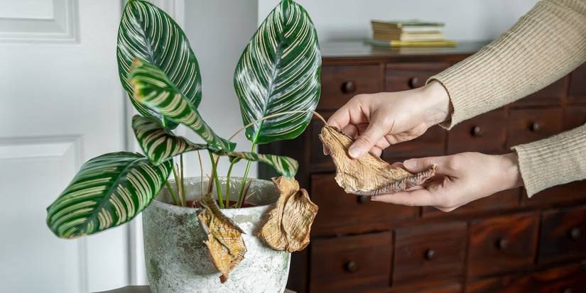 Uncovering the Mystery: Why Plants Suddenly Shed Leaves