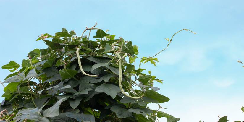 Climbing to New Heights: The Truth About Beanstalk Growth