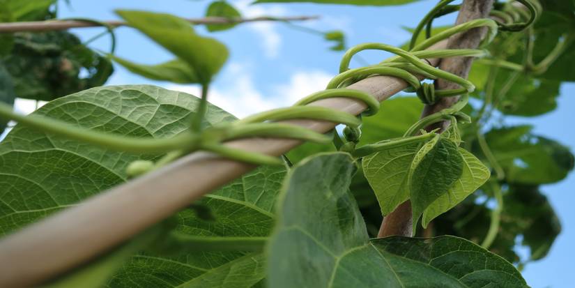 Climbing to New Heights: The Truth About Beanstalk Growth