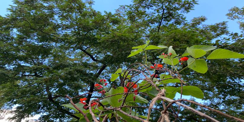 Climbing to New Heights: The Truth About Beanstalk Growth