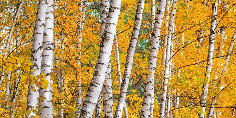8 Stunning Trees That Shine in September: The Ultimate Fall Landscape